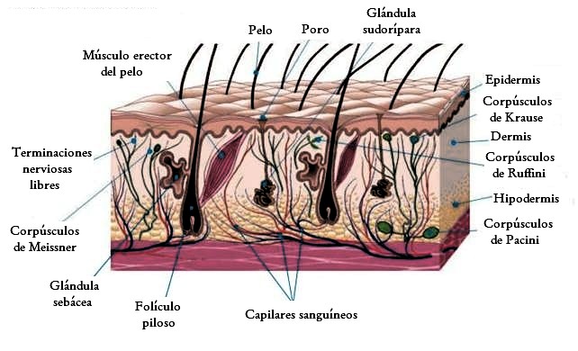 BIOLOGÍA 8 y 9: 2 Lección: El tacto.: El Tacto.