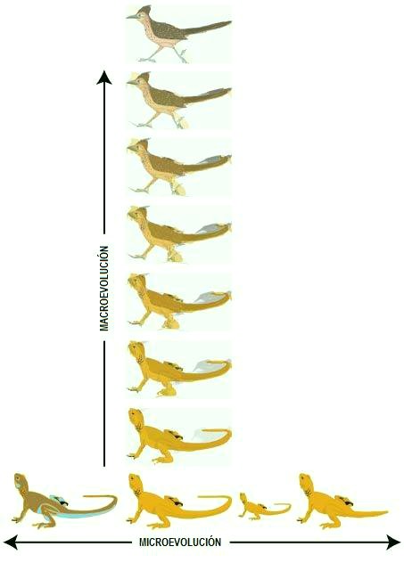 BIOLOGÍA 8 y 9: 3 Lección: Variabilidad genética, microevolución y ...