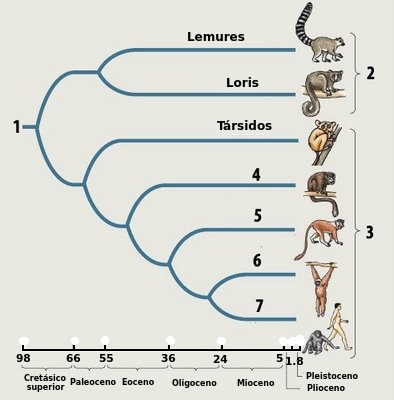 Filogenia De Vertebrados