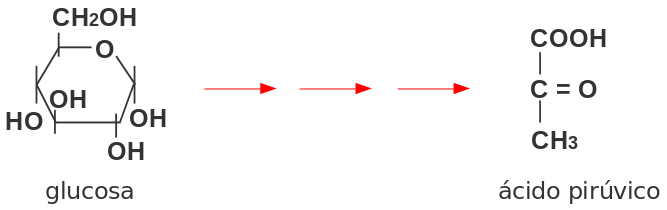 QUÍMICA 11: 1 Lección: Glúcidos.: EL METABOLISMO DE LOS CARBOHIDRATOS