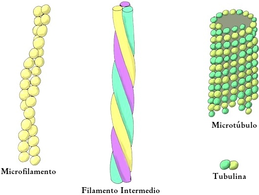 BIOLOGÍA 6 y 7: 2 Lección: Estructura celular.: Estructura Celular.